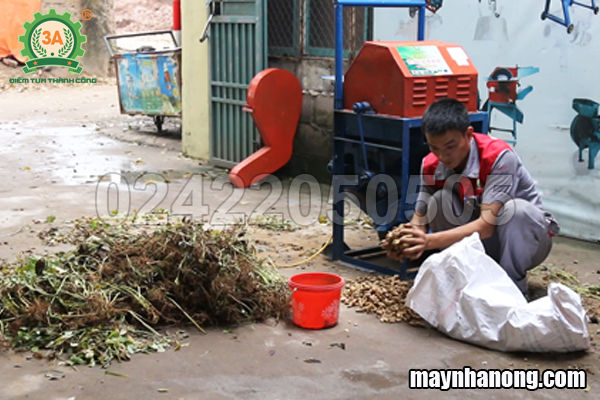Máy tuốt lạc tươi 3A hay còn gọi là máy tuốt đậu phộng 3A2,2Kw, đây là ...